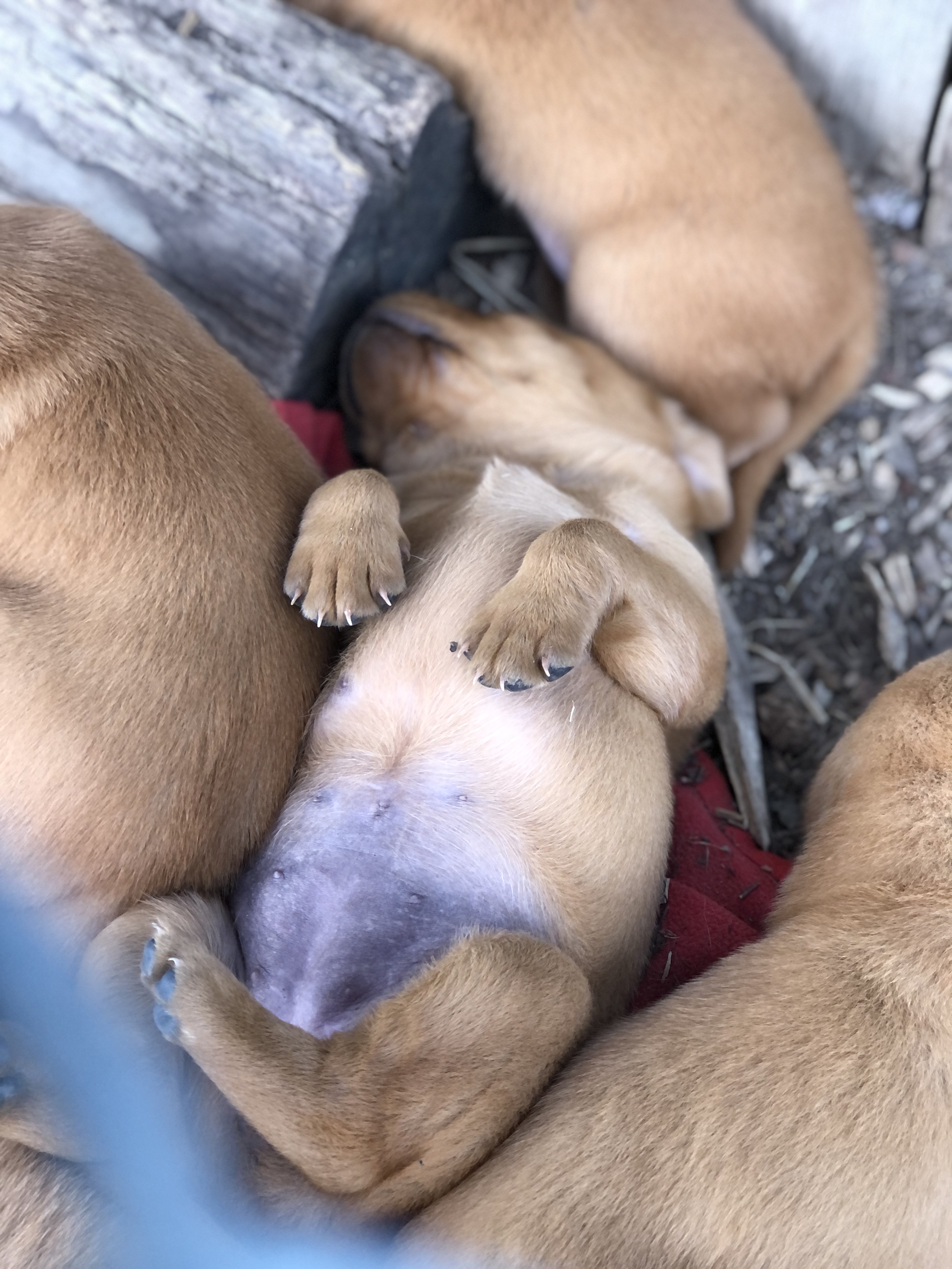 Penny’s Labrador Retrievers | Righteous Oaks Farm
